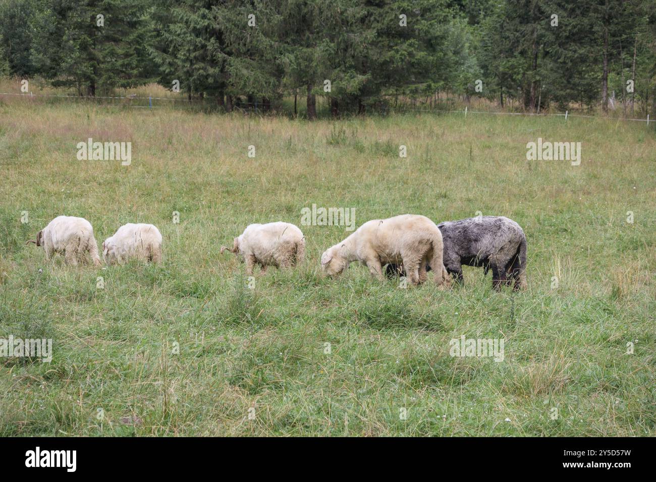 black and white sheep with big wool eating grass Stock Photo - Alamy