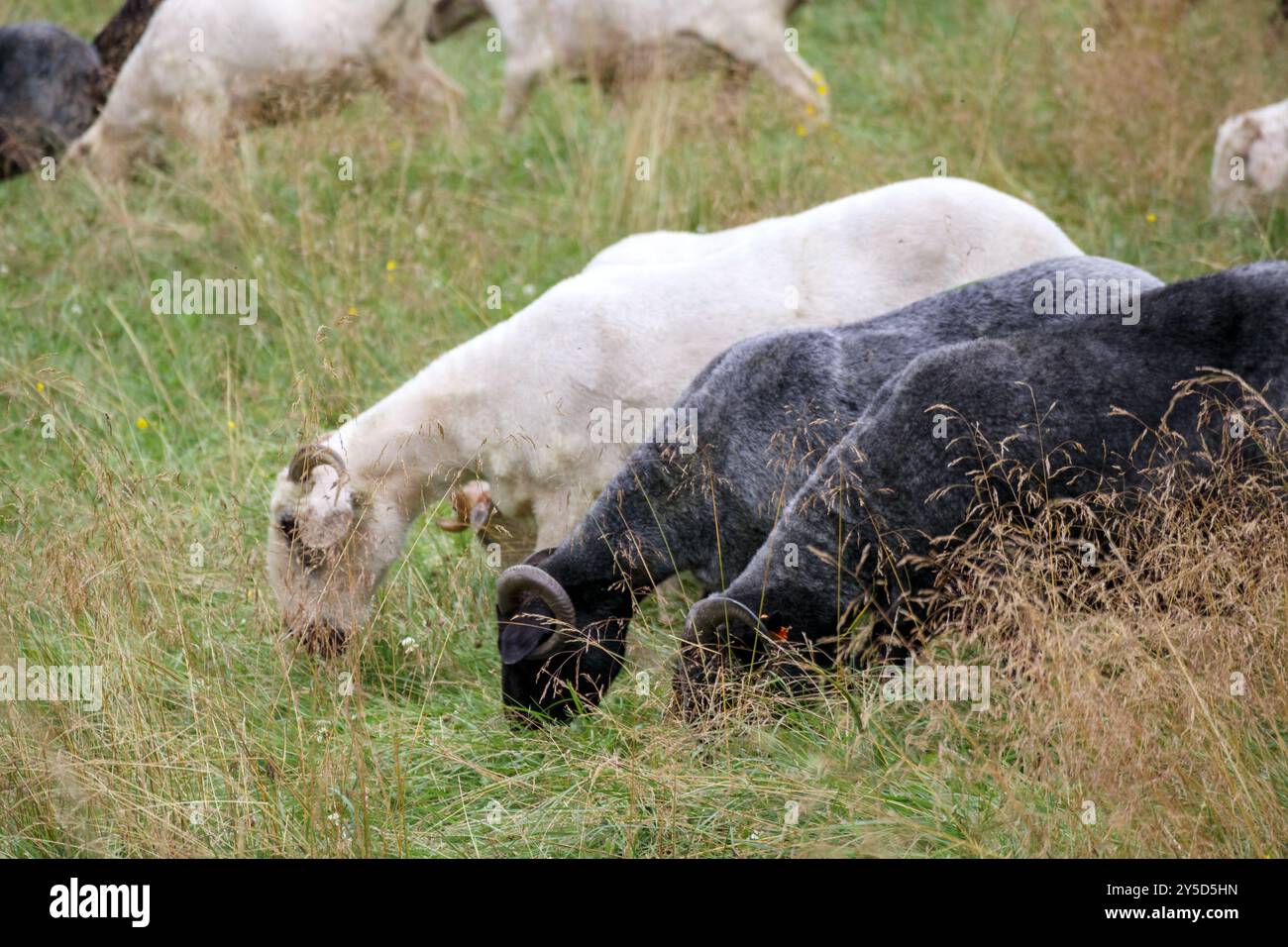 black and white sheep with big wool eating grass Stock Photo - Alamy