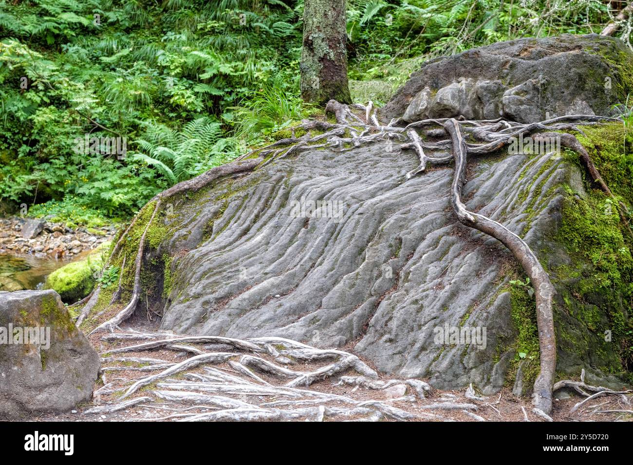 big tree roots have grown on the stone Stock Photo - Alamy