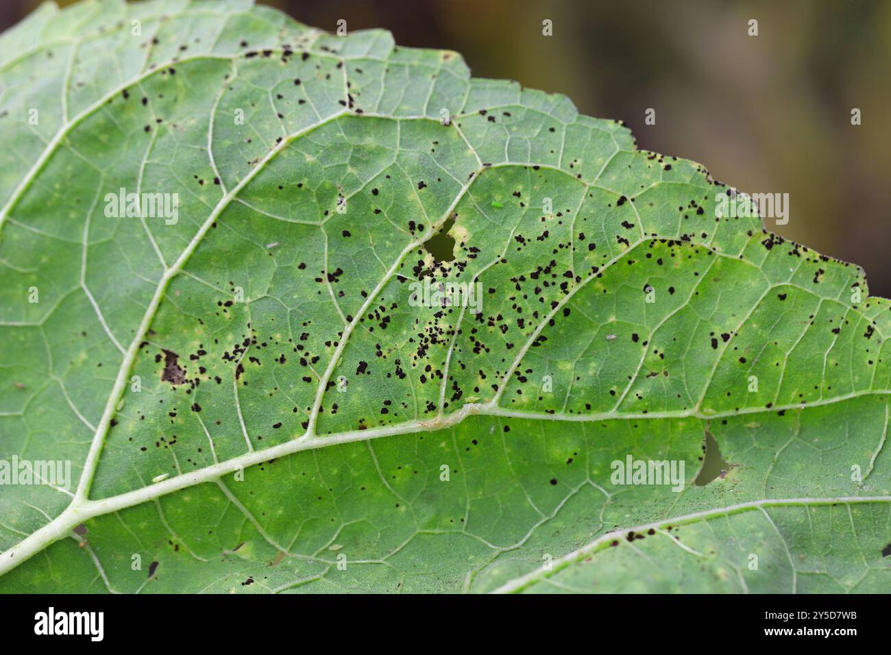 Rust of sunflower leaf. A fungal disease of sunflowers caused by ...