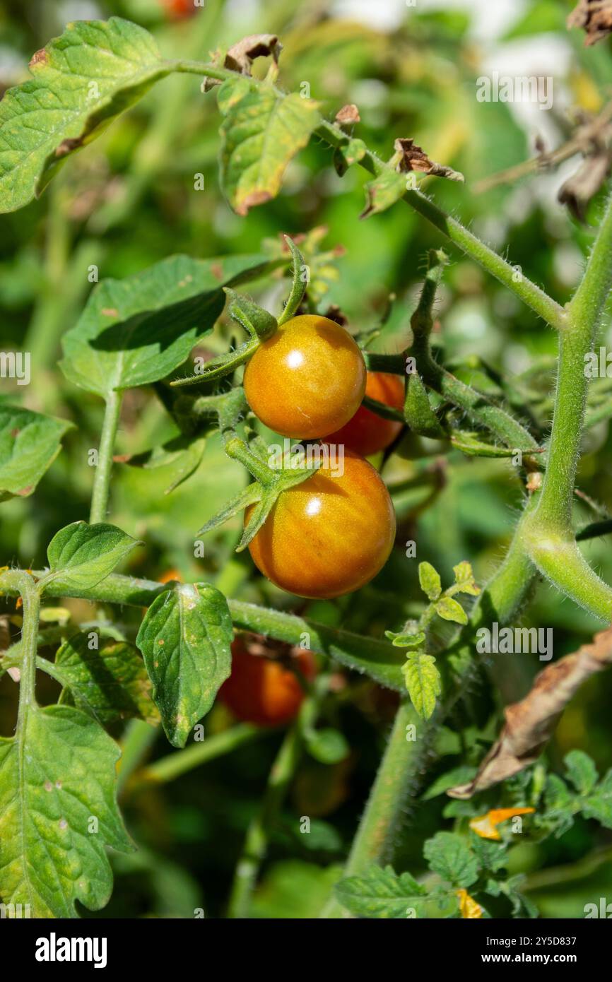 Dieta saludable fresca hi-res stock photography and images - Alamy