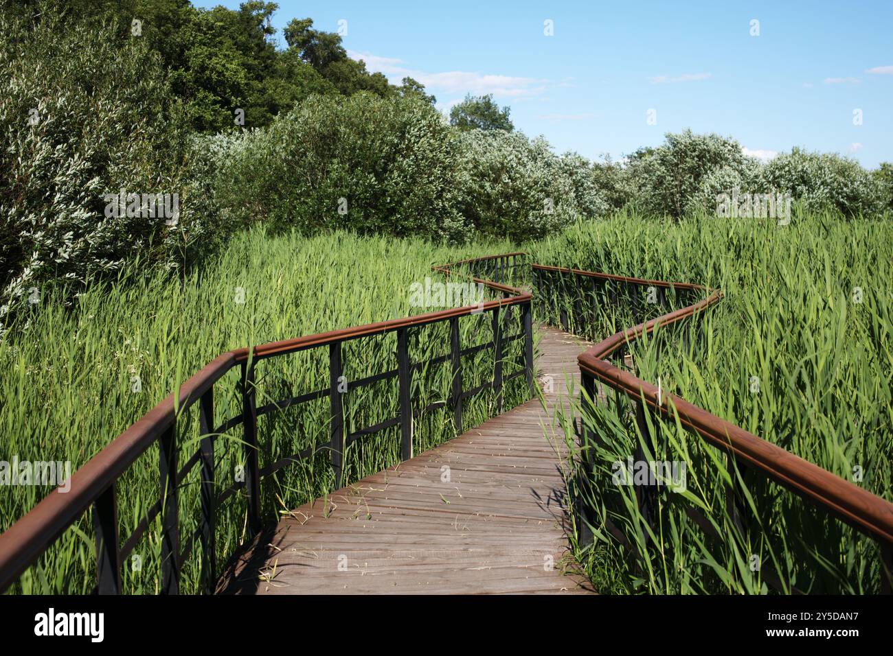Wooden pathway through the wetland surrounded by green reed Stock Photo ...