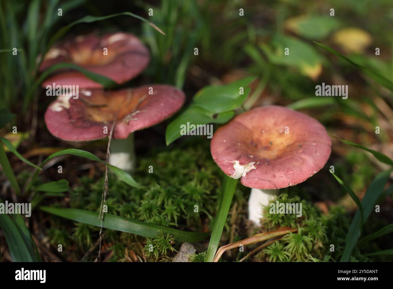 Russulaceae hi-res stock photography and images - Alamy