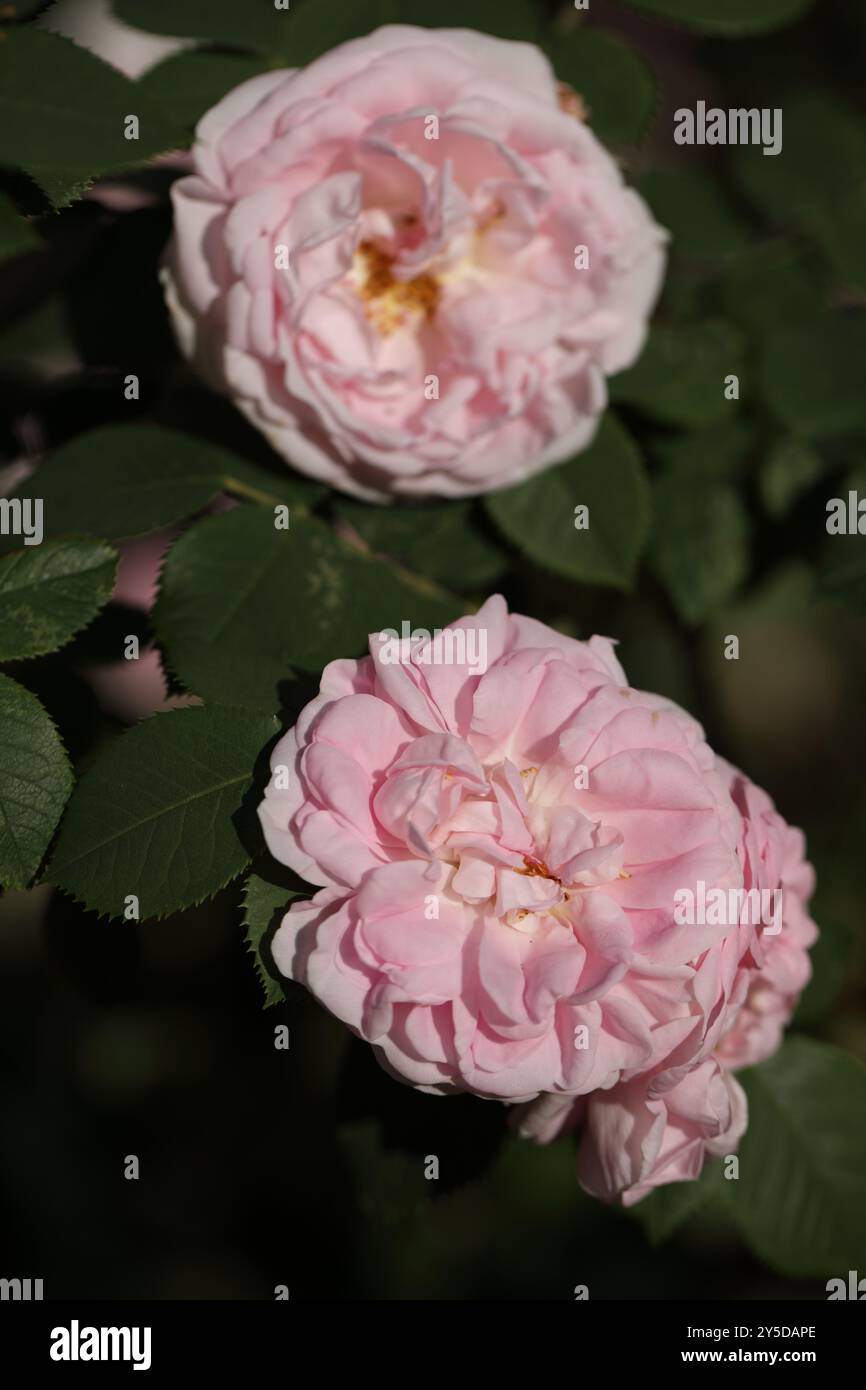 Pink roses in a rose garden hi-res stock photography and images - Alamy