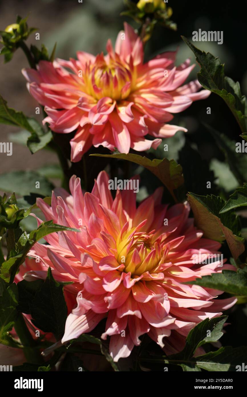 Two large Dahlia flowers in a garden Stock Photo - Alamy
