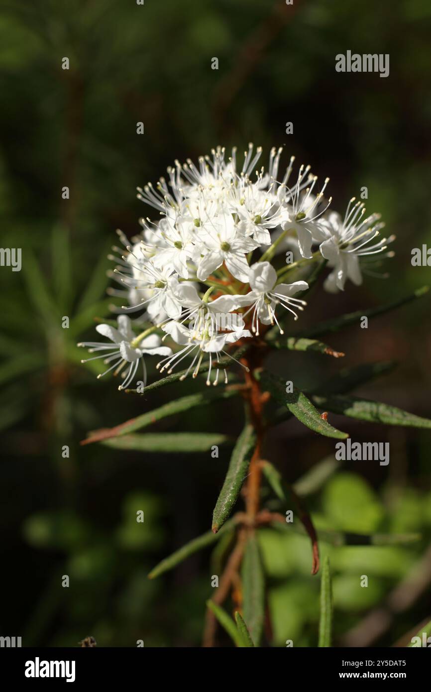 White flowers of Ledum, commonly known as Labrador tea, in a sunny day ...