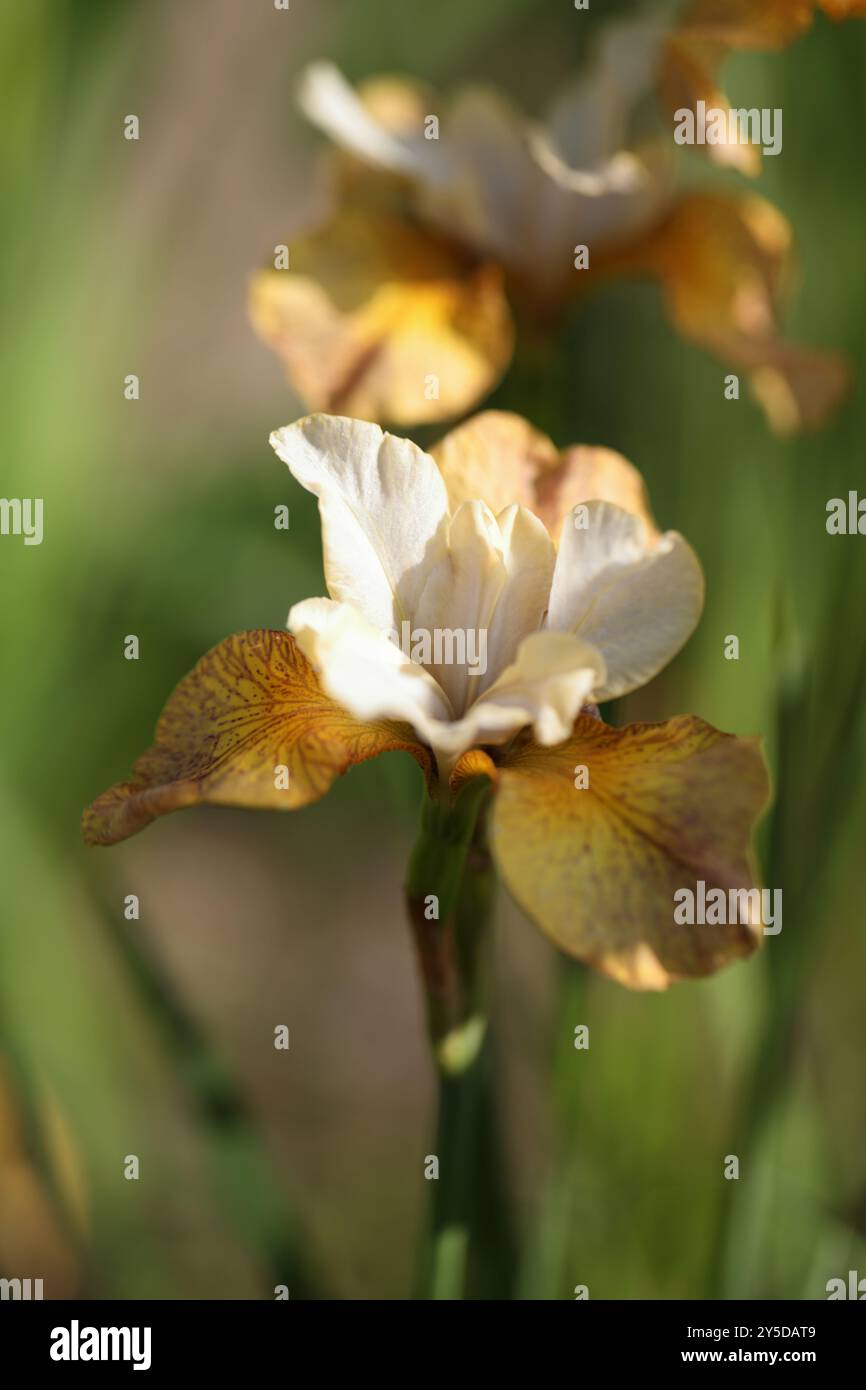 Day lily flowers in a garden in a summer day Stock Photo - Alamy