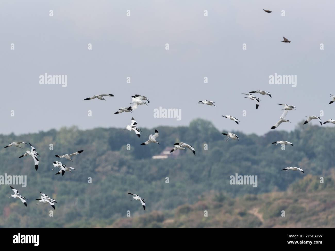 Flock of flying Avocets (Recurvirostra avosetta) at Leigh on Sea, Essex ...