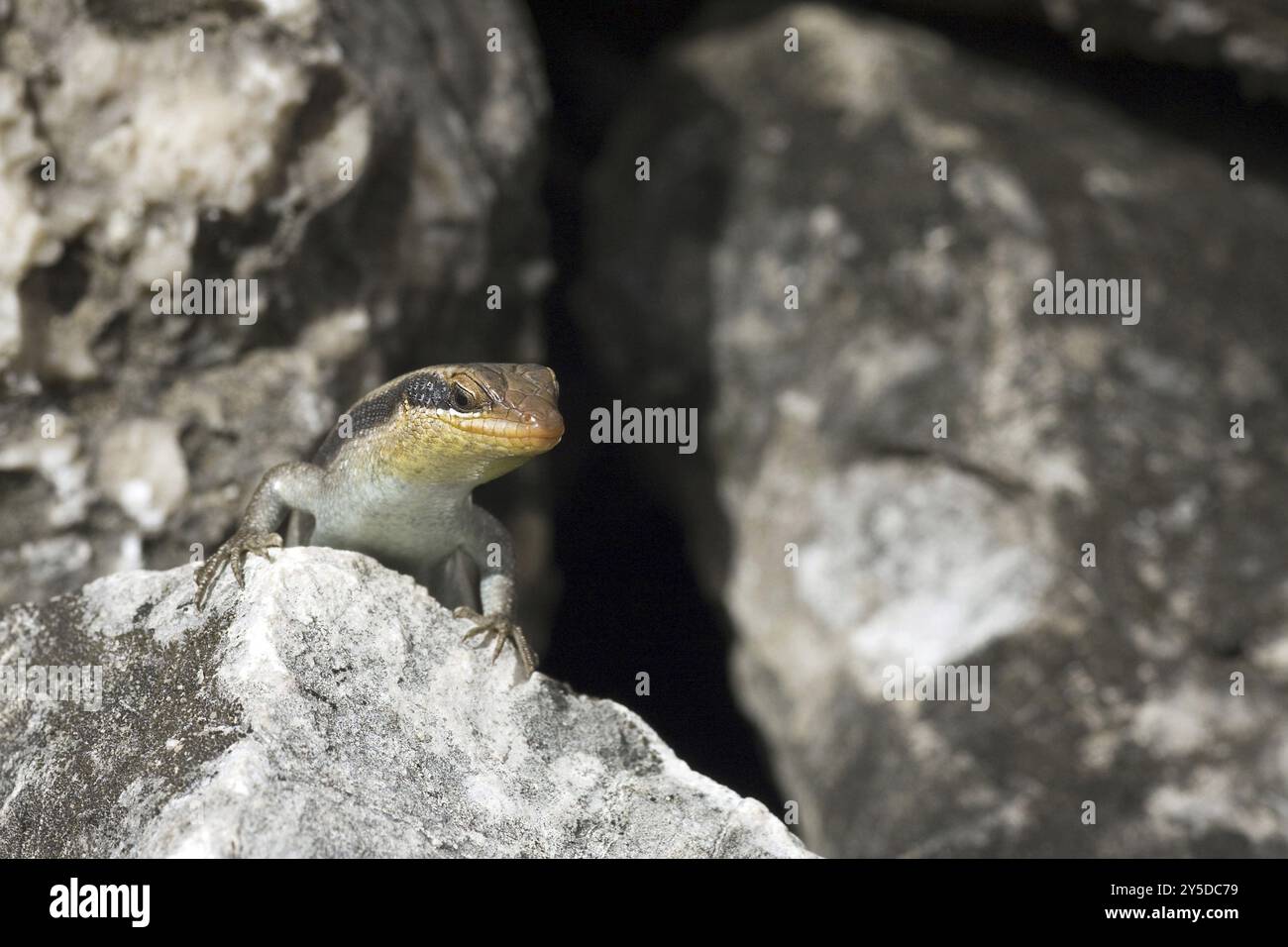 Striped skink, (Mabuya striata), male striped skink Kaudum NP, Namibia ...