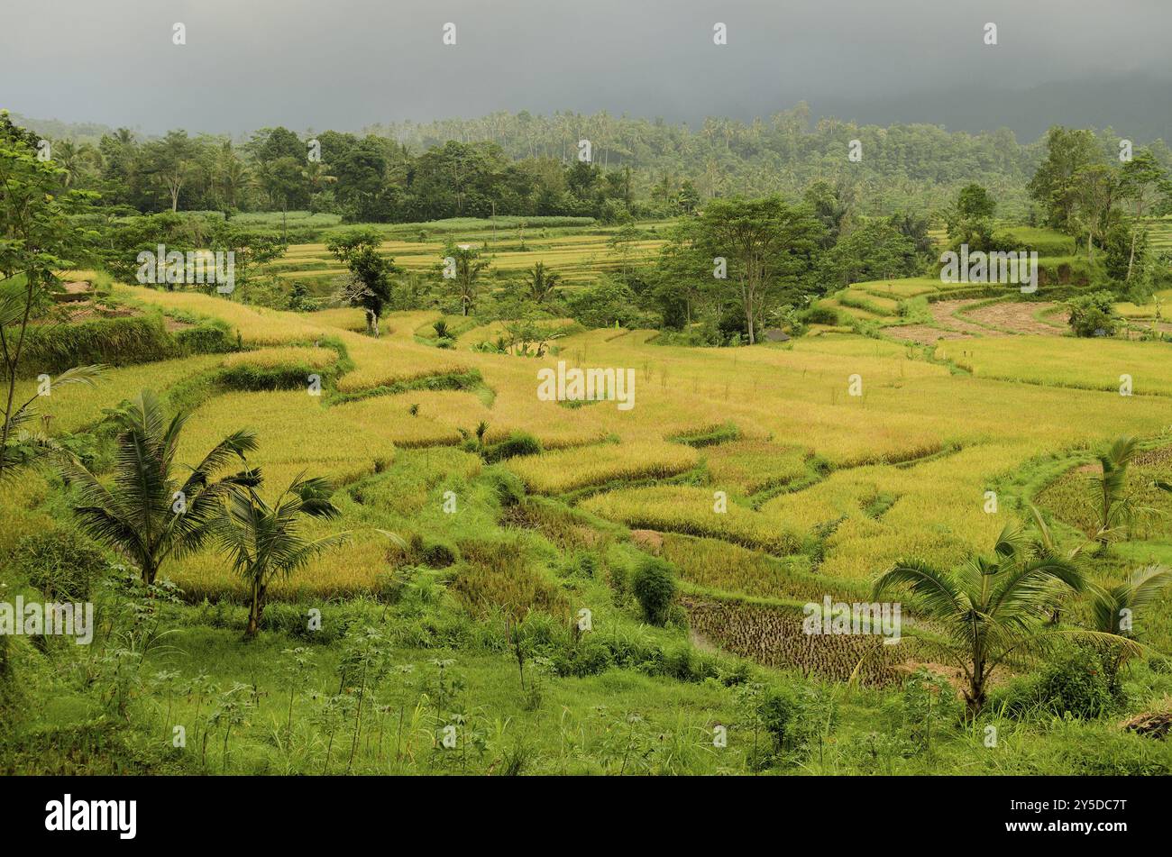 Landscape of bali, indonesia Stock Photo - Alamy