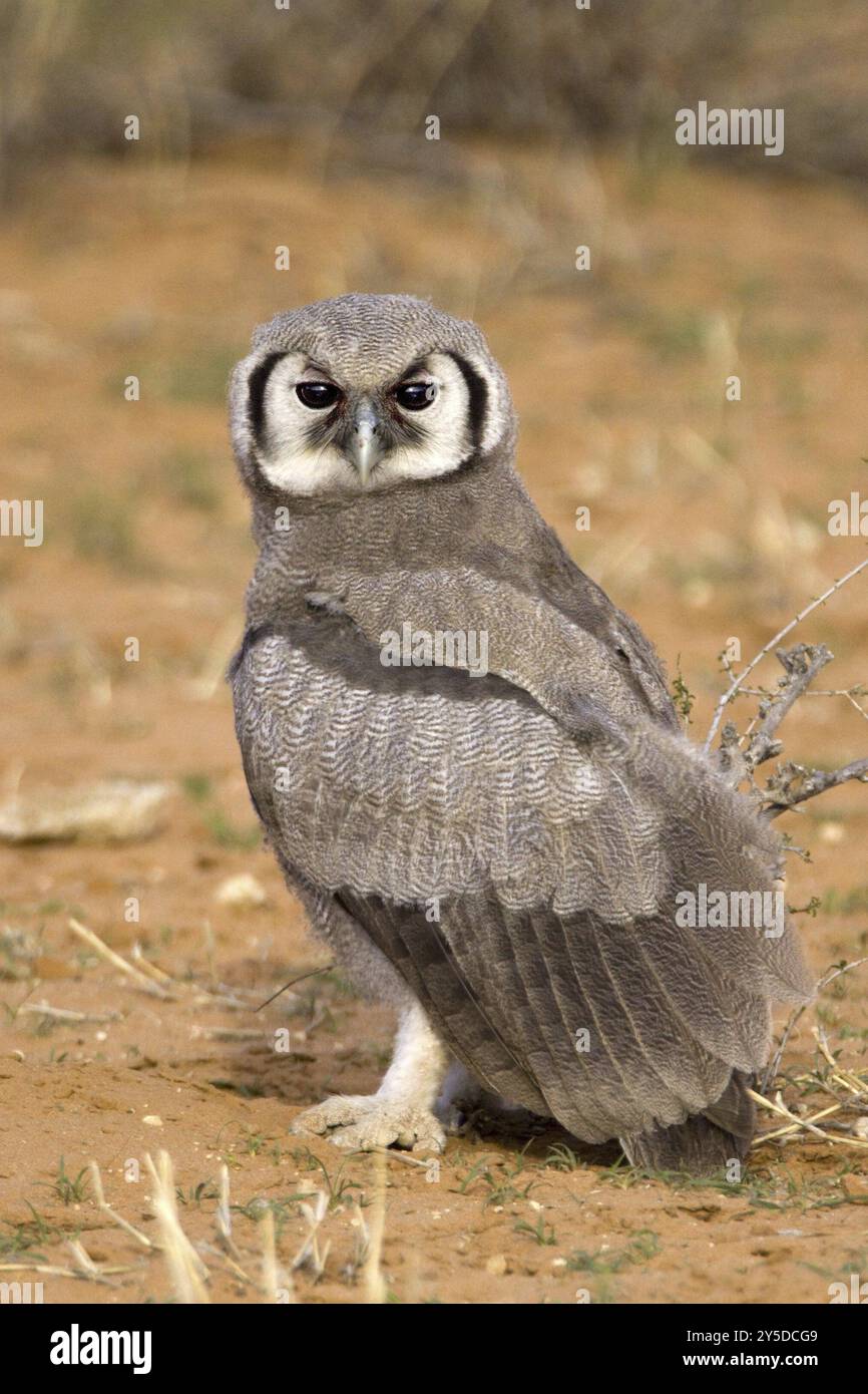 Milk Eagle Owl, (Bubo lacteus), Milk Eagle Owl colourful young bird ...