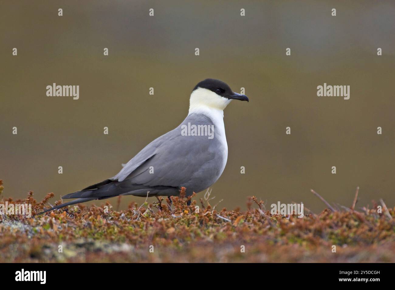 Ong tailed skua hi-res stock photography and images - Alamy