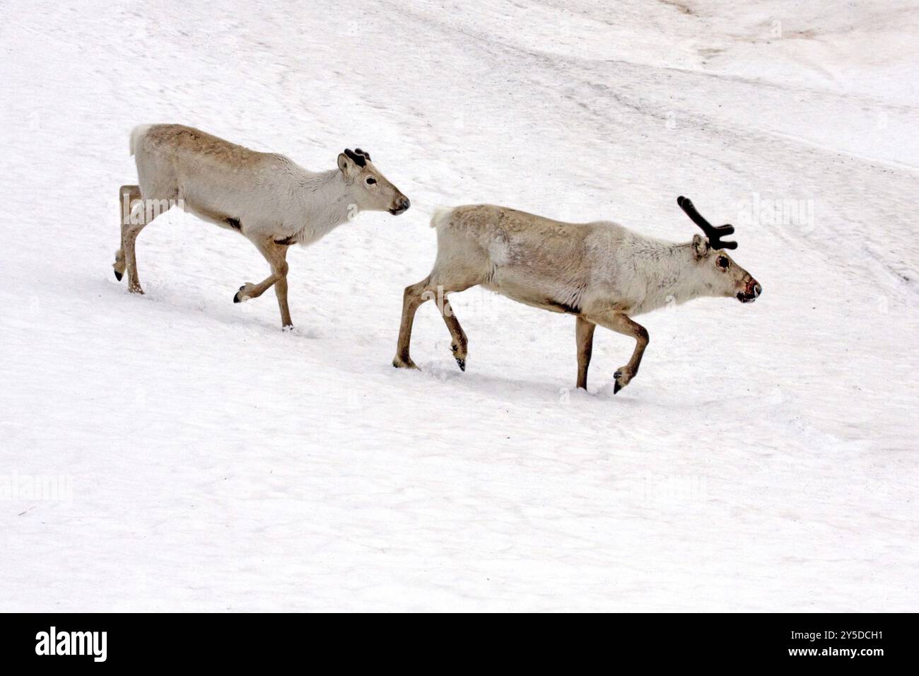 Wild reindeer in the snow, (Rangifer tarandus), cow with young, calf ...