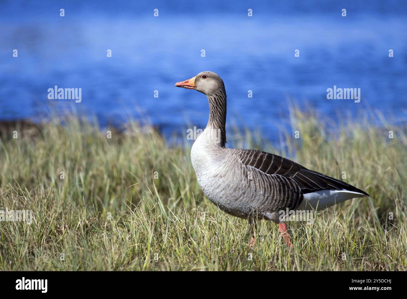 Grey goose, Anser anser) in search of food, biotope, habitat, goose ...