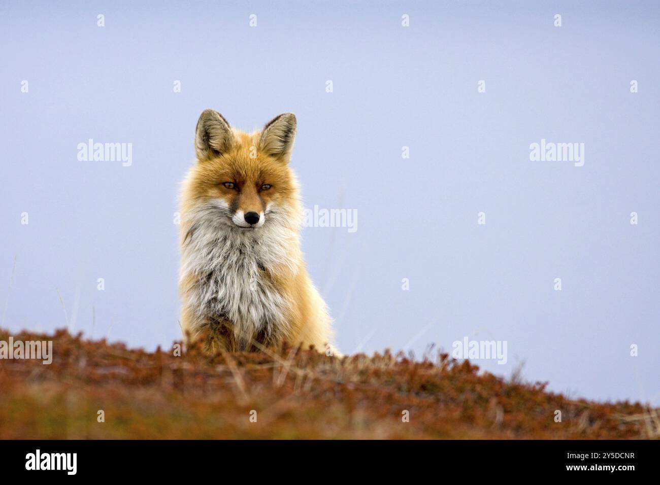 Red fox, (Vulpes vulpes) . Biotope, habitat, on the lookout, Finnmark ...