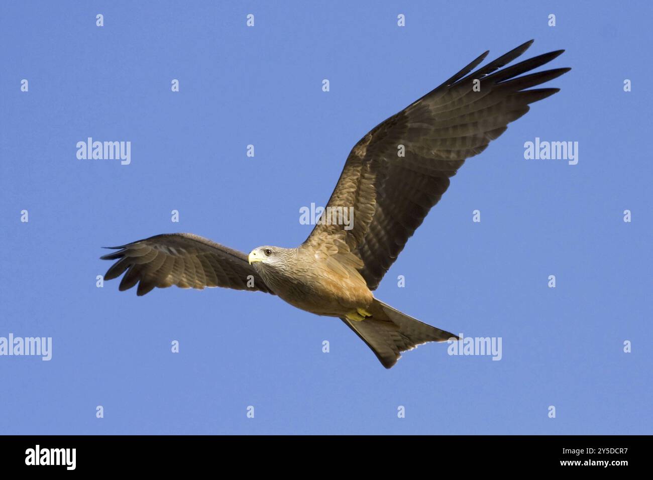Common Kite, (Elanus caerulescens), Common Kite in flight, Caprivi ...