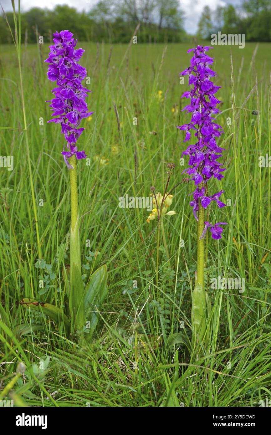 Green-winged orchid, Orchis morio, Anacamptis morio, green-winged ...