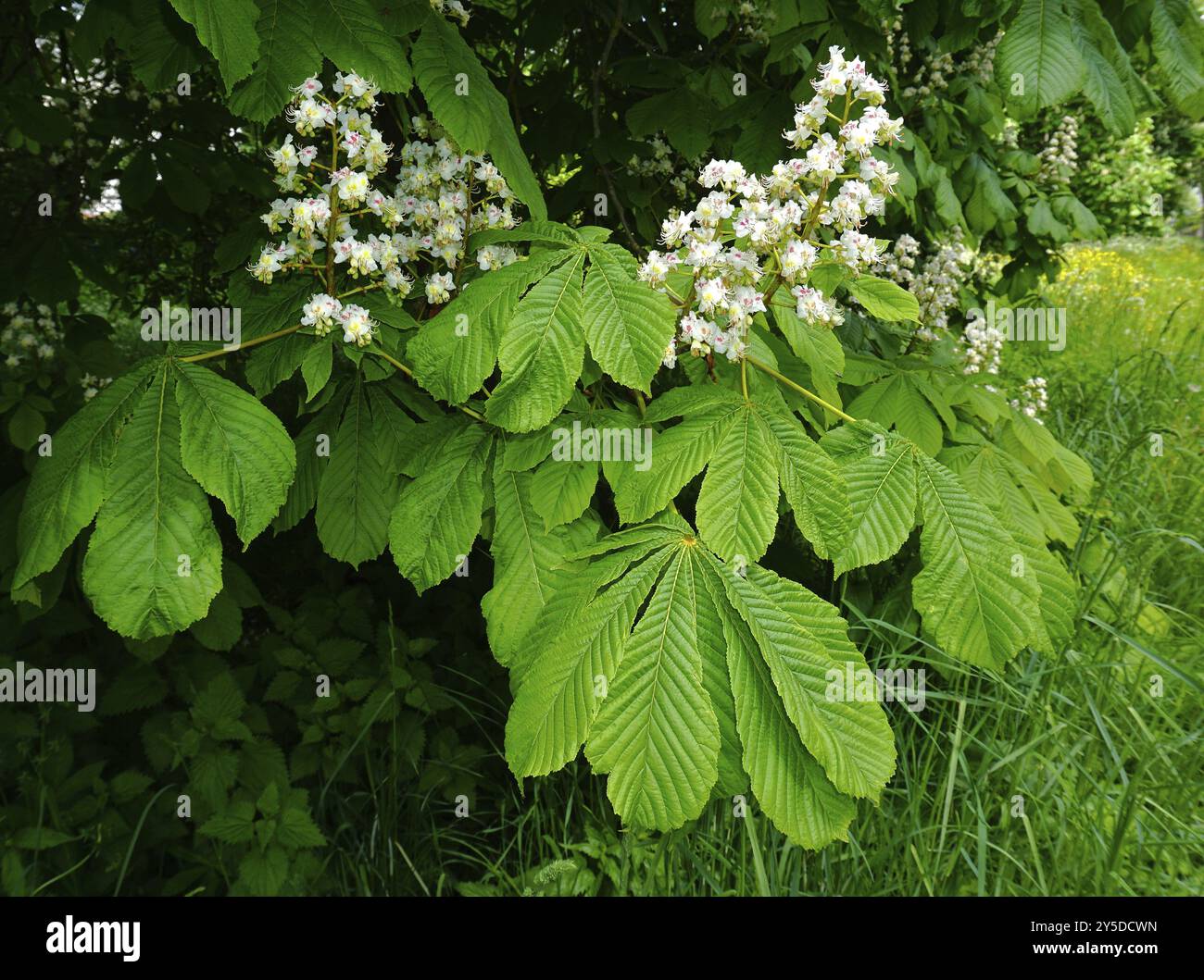 Common horse chestnut, Aesculus hippocastanum, horse chestnut tree ...