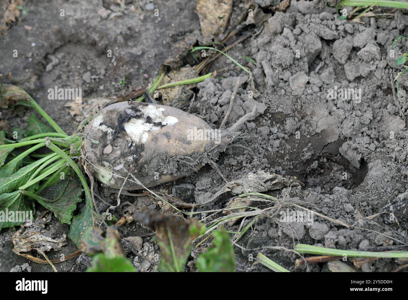 Beets eaten, bitten by wild animals, crop losses due to pest feeding ...