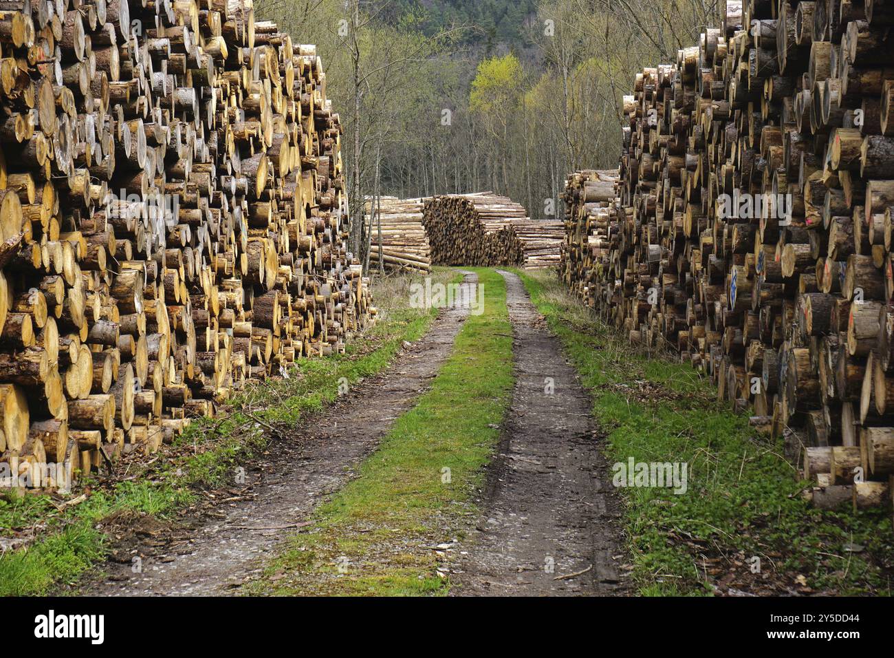 Wood storage yard, logging, woodcutting, forestry, wood pile ...