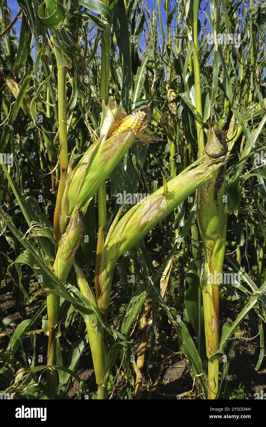 Corn plant, corn field, Zea mays, corn, maize, mealie, sweet corn Stock ...