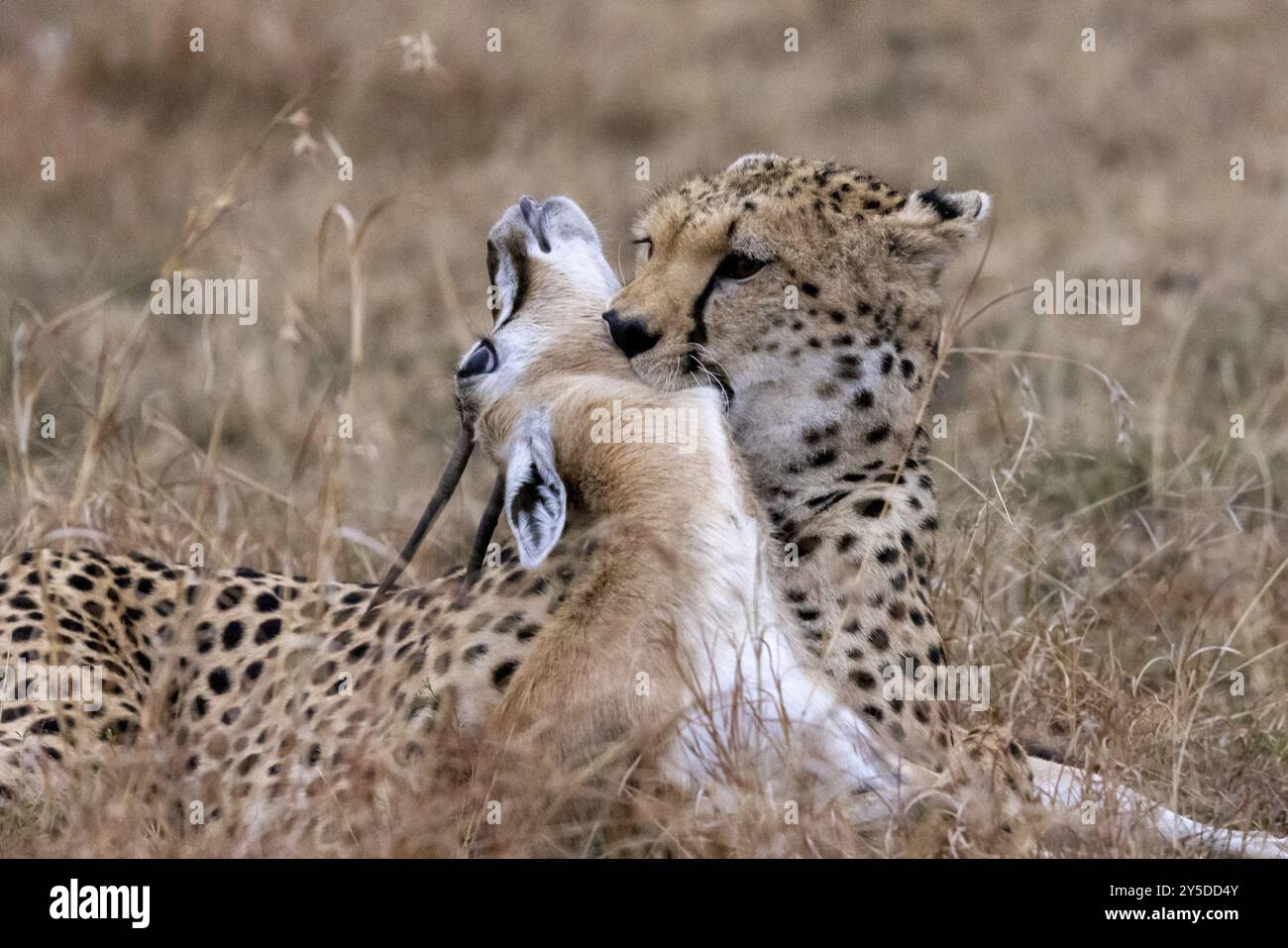 A cheetah kills a gazelle by biting its neck Stock Photo - Alamy