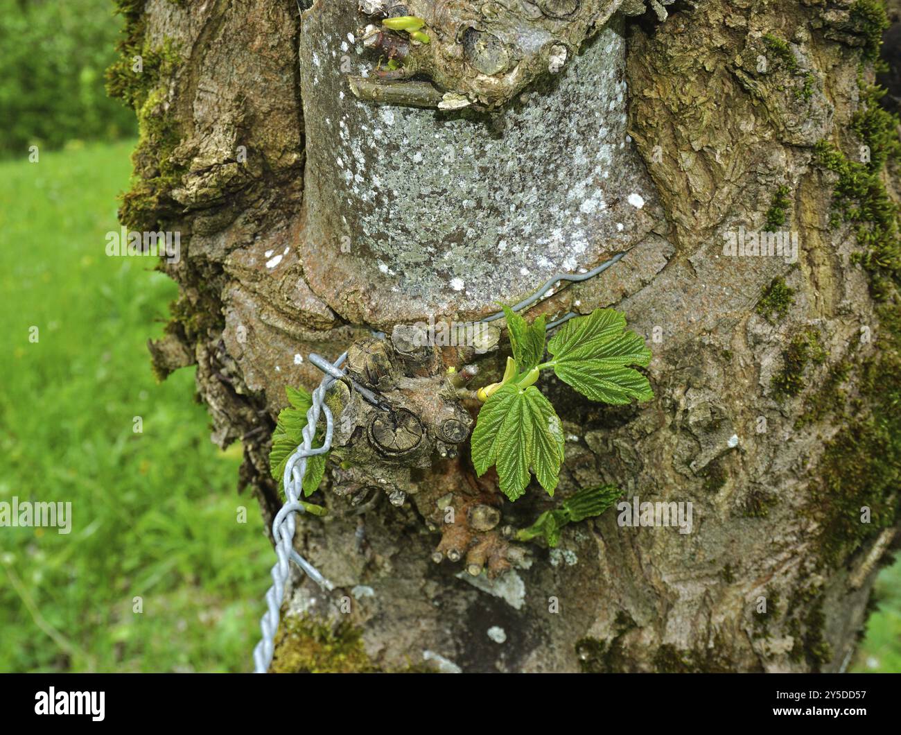 Wire of a pasture fence, grown into a tree, pasture fence wire grown ...