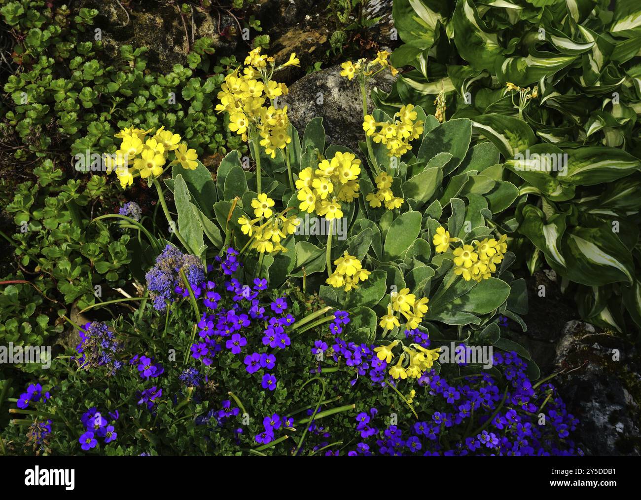 Alpine auricle, primula auricula, mountain cowslip, in the rock garden ...