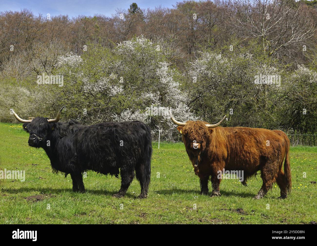Highland cattle, Highland cattle, Kyloe, Scottish highland cattle Stock ...