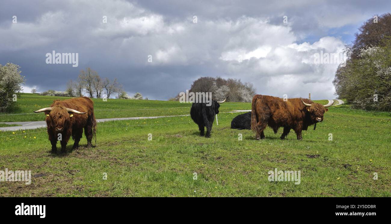 Highland cattle, Highland cattle, Kyloe, Scottish highland cattle Stock ...