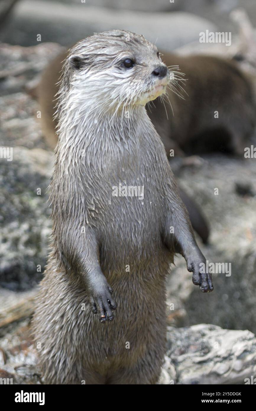 Short-clawed otter Asian small-clawed otter Stock Photo - Alamy