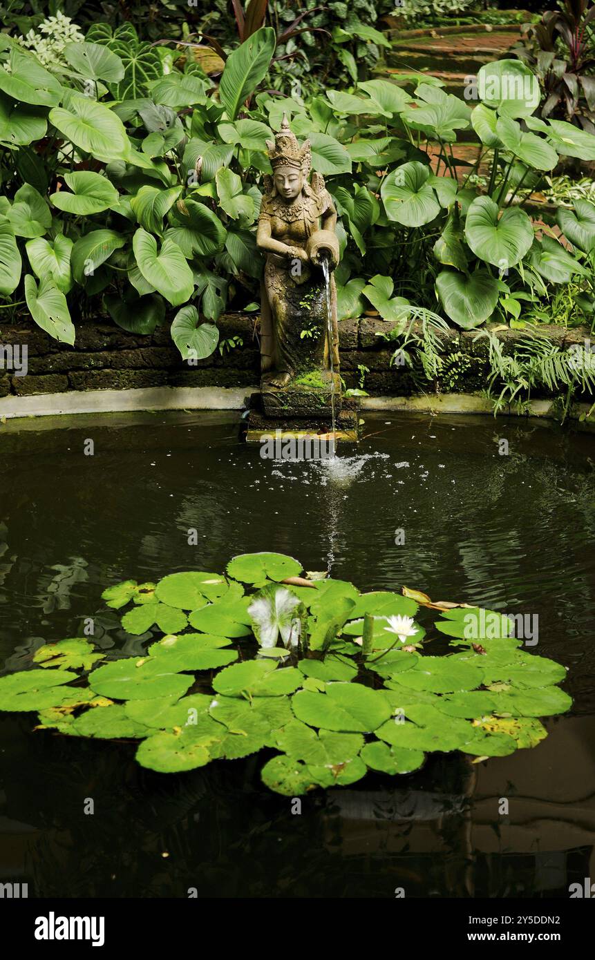 Garden pond detail with lotus Stock Photo - Alamy