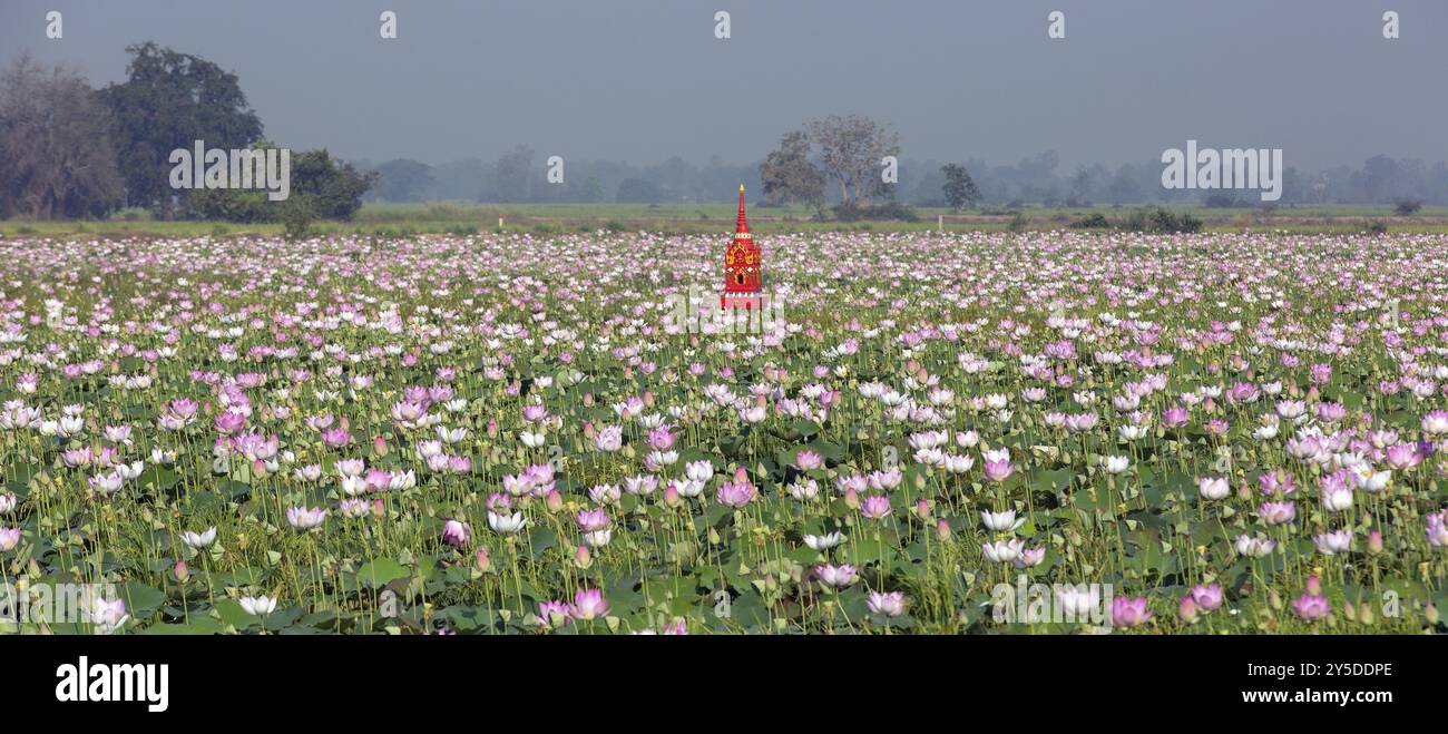 Lotus field in Cambodia Stock Photo - Alamy