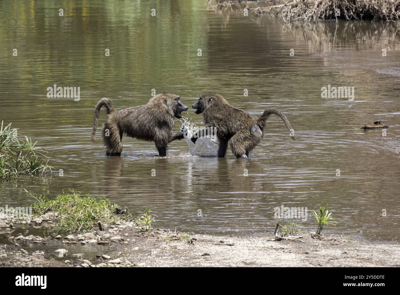 Monkeys fighting in water hi-res stock photography and images - Alamy