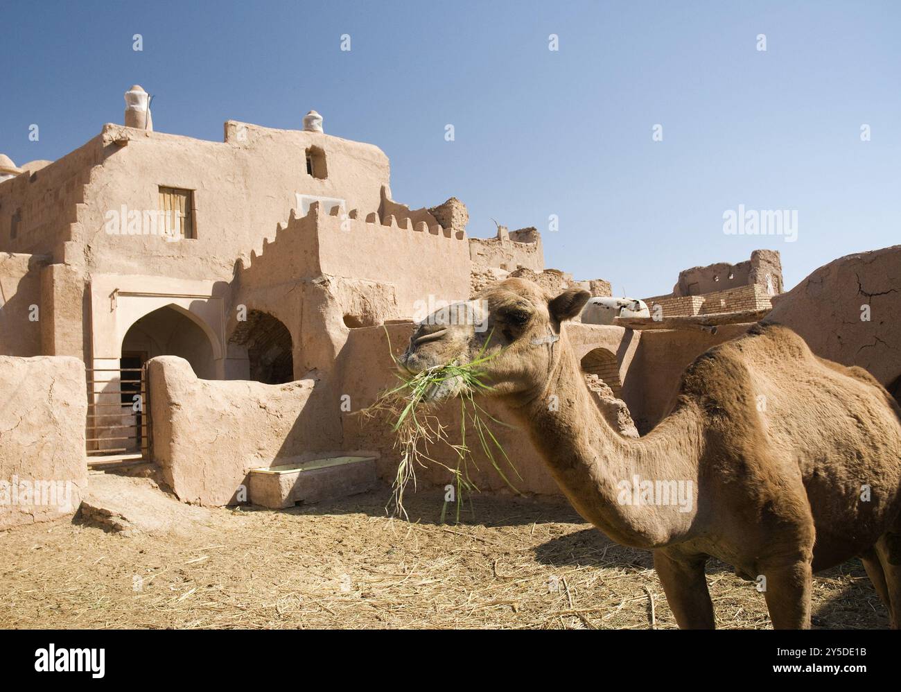 Traditional adobe architecture and camel in garmeh oasis iran Stock ...
