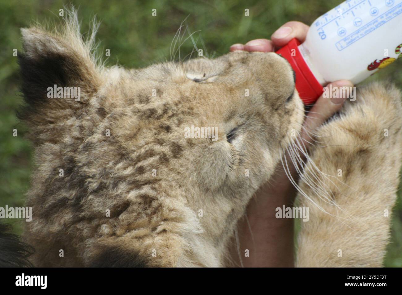Lion baby is drinking from a milk bottle Lion baby is drinking from a ...