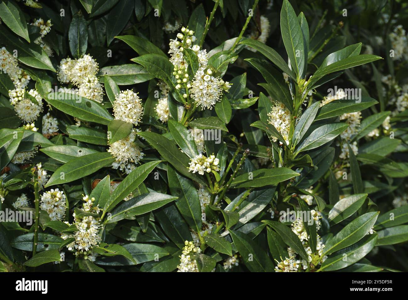 Cherry laurel, Prunus laurocerasus, cherry laurel, flowering shrub ...