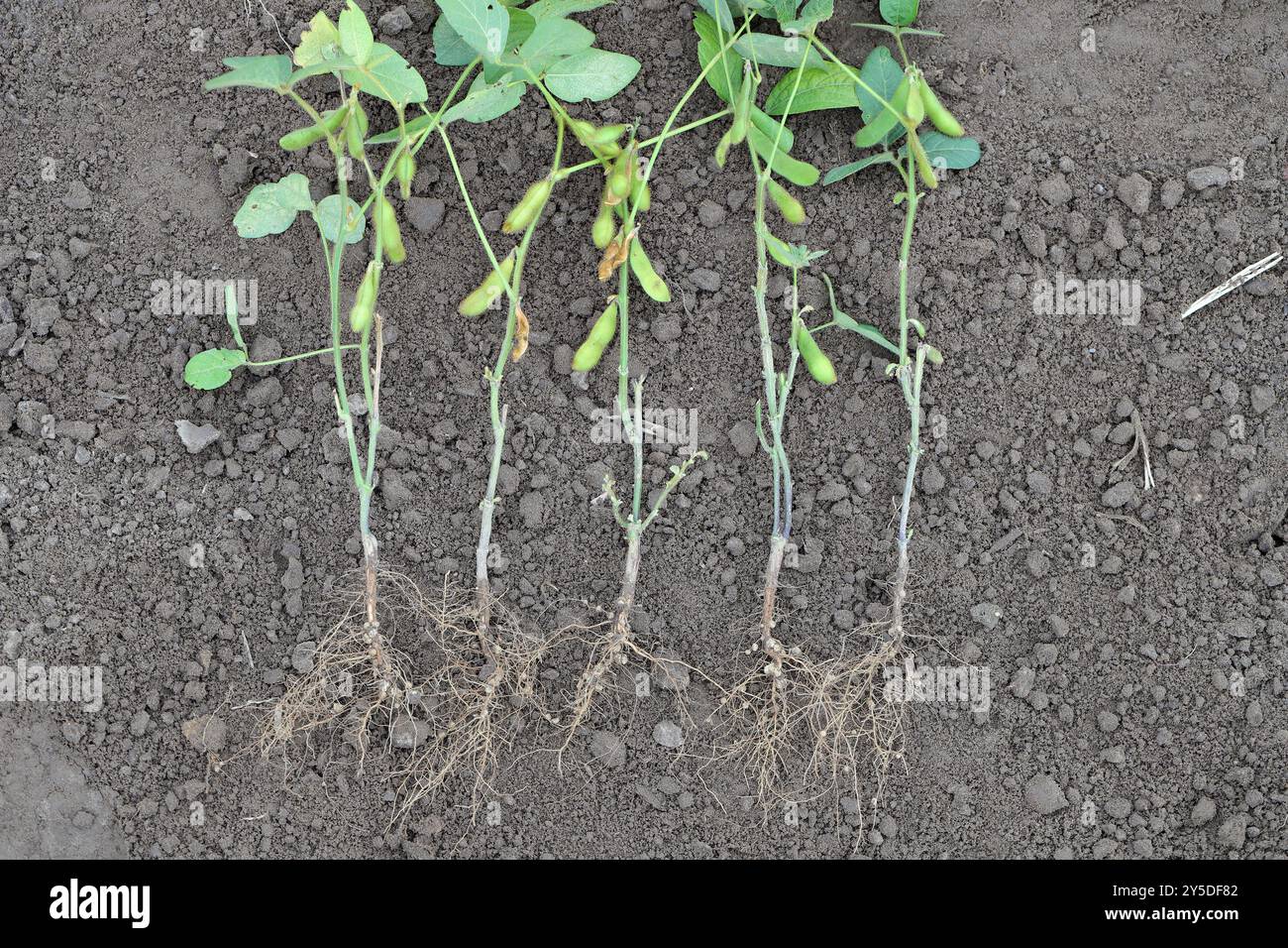 Root nodules nitrogen fixation rhizobium hi-res stock photography and ...