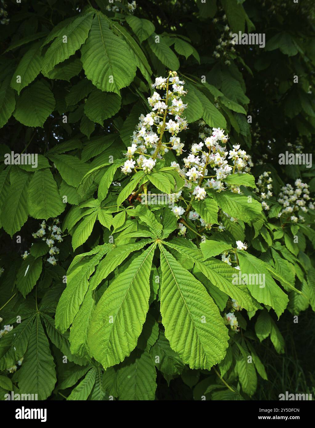 Common horse chestnut, Aesculus hippocastanum, horse chestnut tree ...
