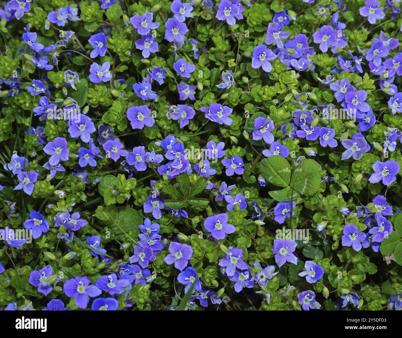 Gamander speedwell, Veronica chamaedrys, bird's-eye speedwell ...