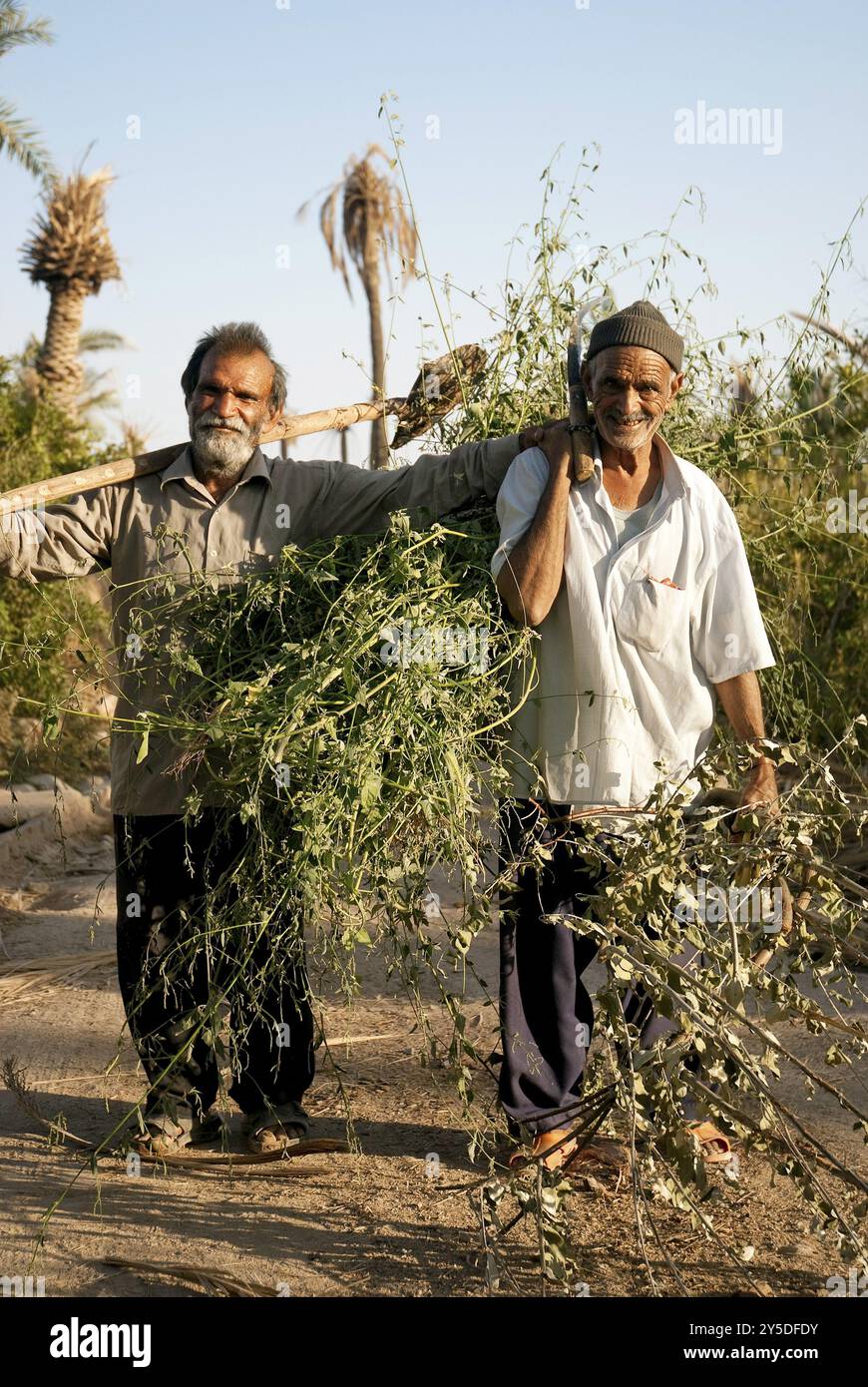 Farmers in oasis near yazd rural iran Stock Photo - Alamy