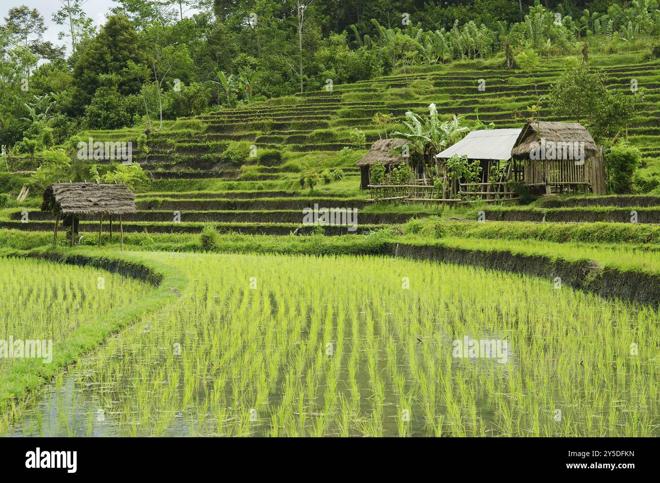 Terraced rice fields in bali indonesia Stock Photo - Alamy