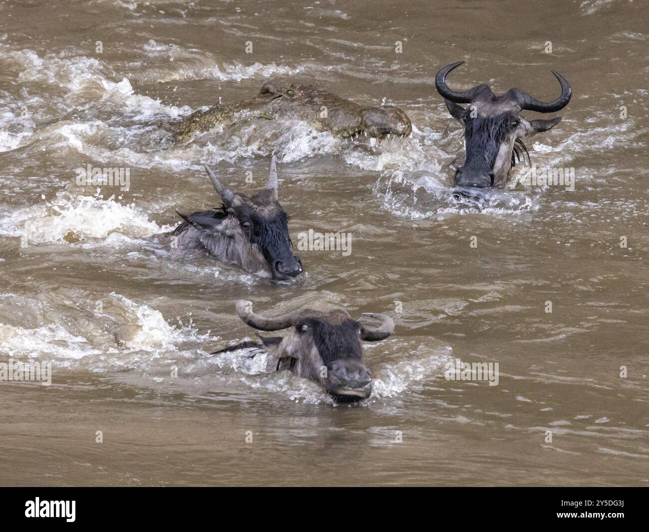 A Nile crocodile attacks a wildebeest swimming across the Mara River ...
