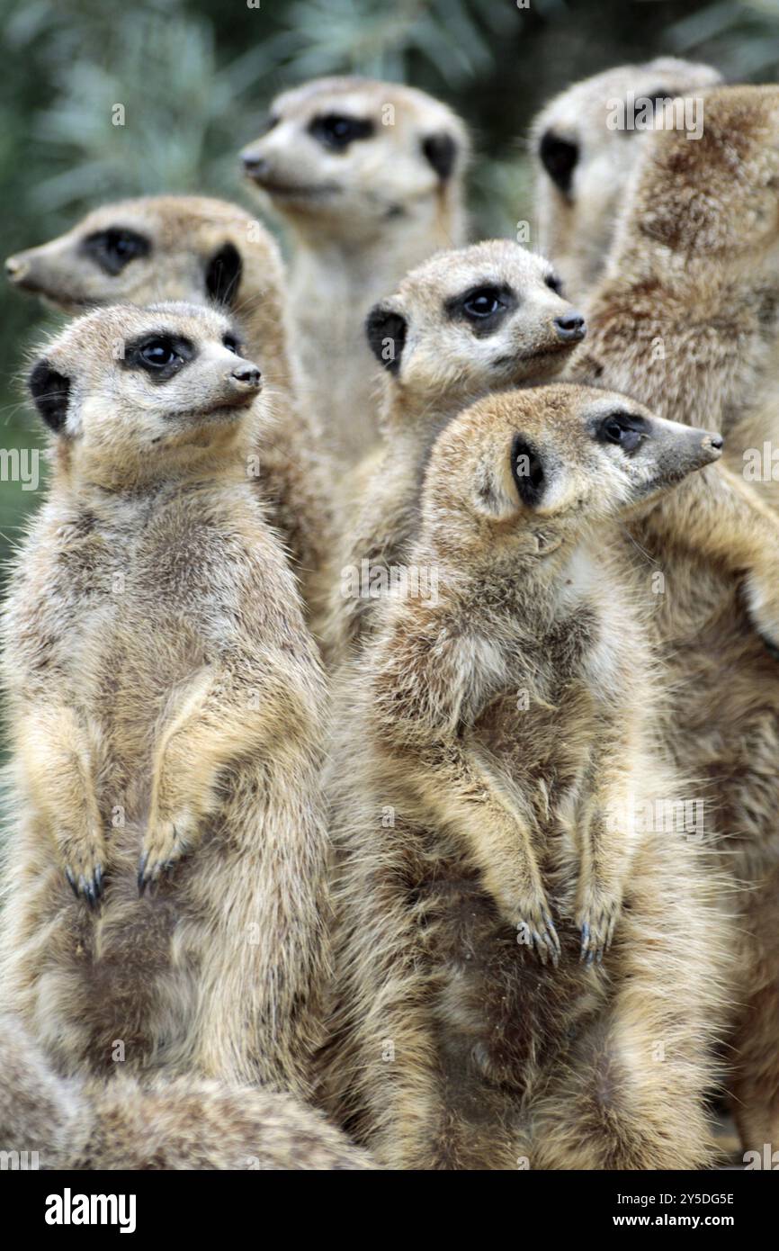 Meerkat group Group of meerkats Stock Photo - Alamy