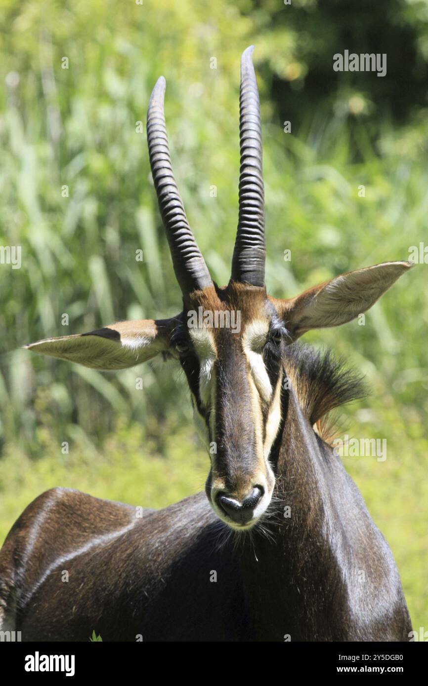 Photo portrait of a sable antelope Photo portrait of a sable antelope ...