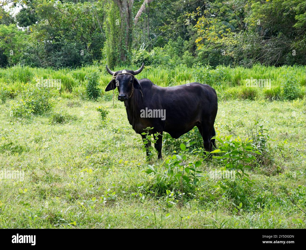 Cows in a pasture in Chiriquí, Panamá Stock Photo - Alamy