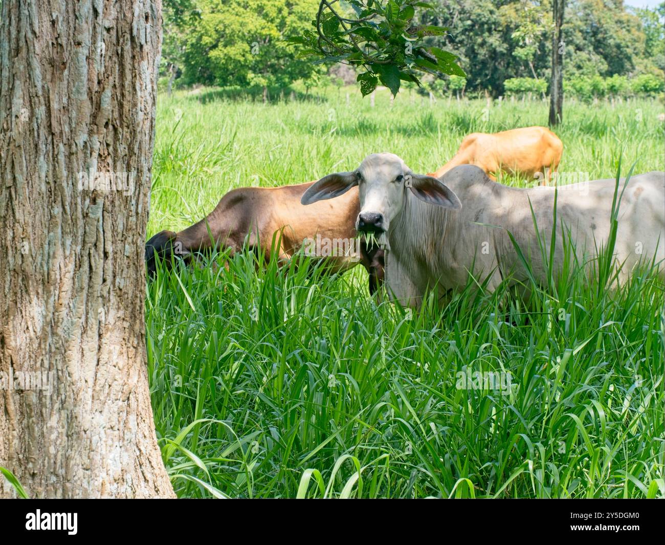 Cows in a pasture in Chiriquí, Panamá Stock Photo - Alamy