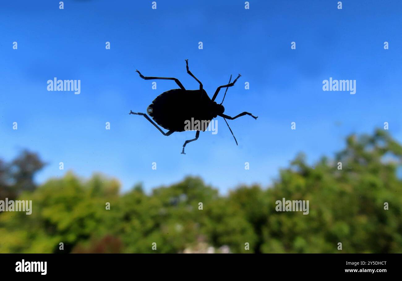 ...beeindruckend, wie das Insekt sich auf dem glatten Glaskoerper haelt ...