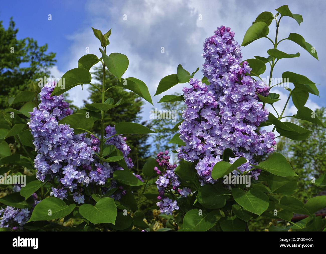 Common lilac, Syringa vulgaris, common lilac Stock Photo - Alamy