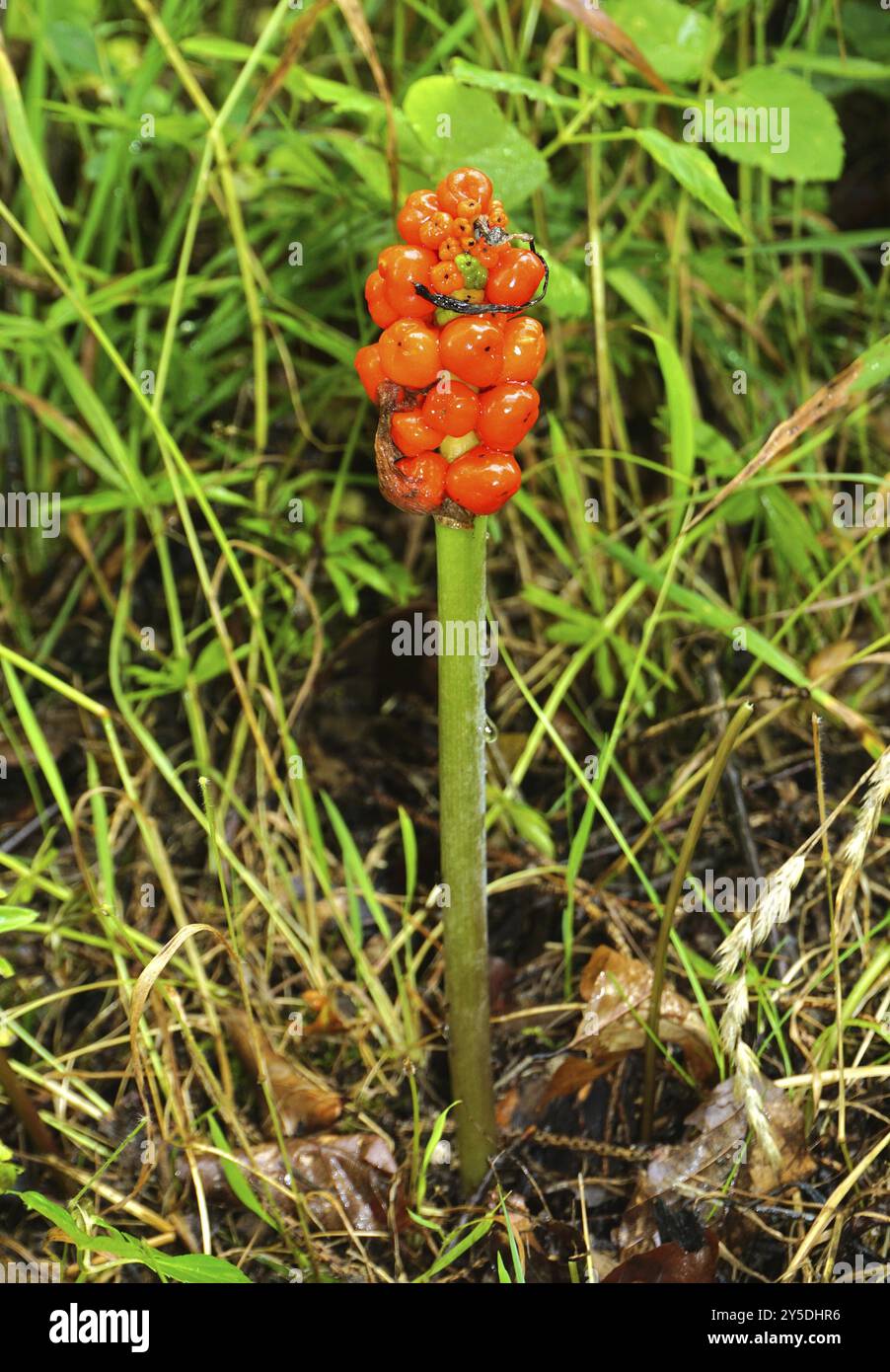 Aronstab, Arum maculatum, common arum, cuckoo pint, lords and ladies ...